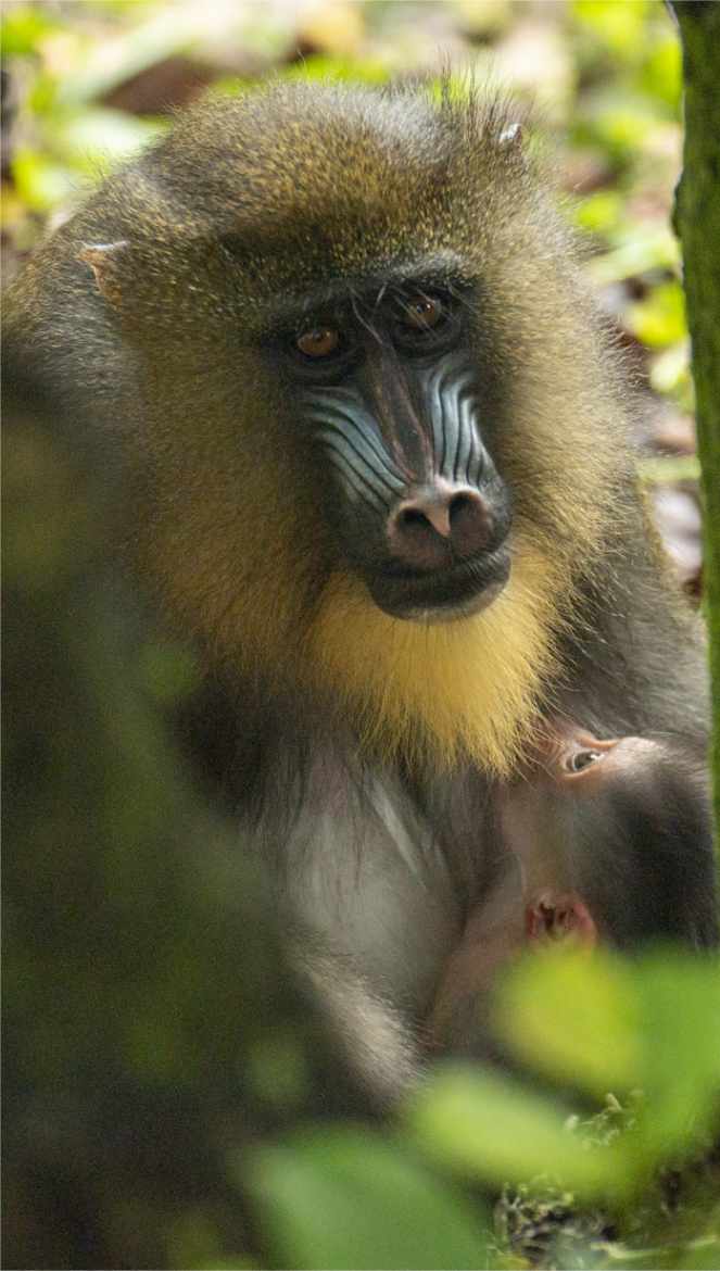 En Animal Kingdom de Disney, nace bebé mandril - Travels and Viajes